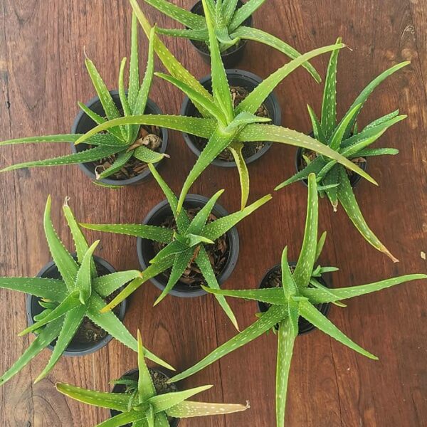 Fresh Aloe Vera Plant - ThailandAtHome