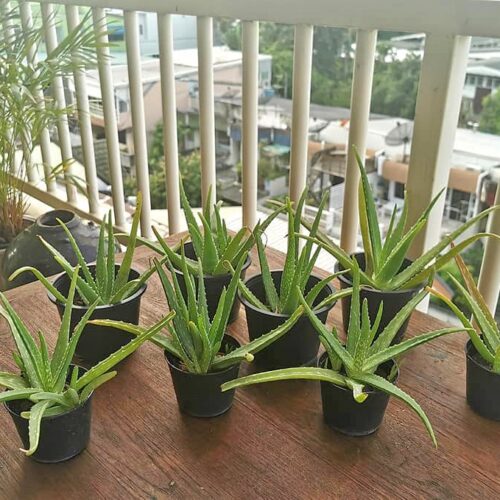 Fresh Aloe Vera Plant - ThailandAtHome